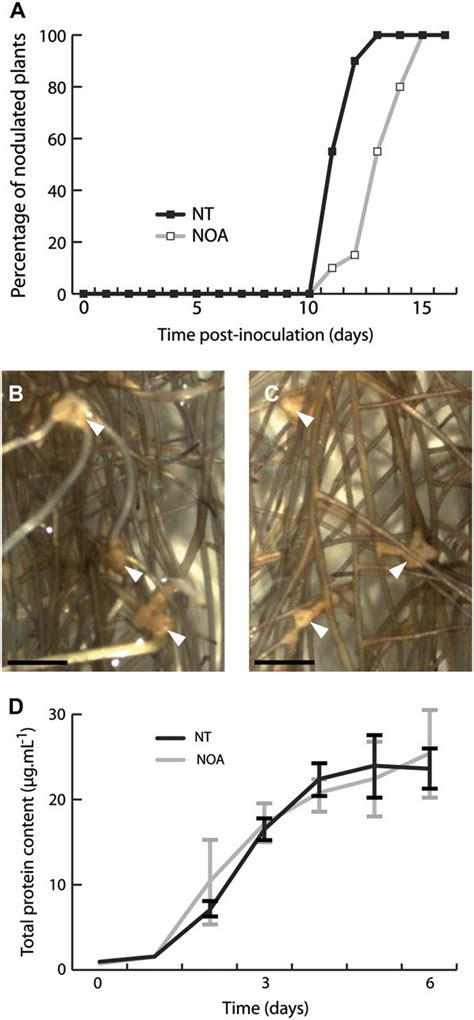 1 Noa Treatment Perturbs The Nodulation Process By Specifically Download Scientific Diagram