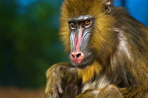 Mandrill Attach Pdf
