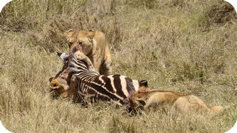 Predation Examples