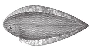 Cynoglossus Robustus 寬體舌鰨