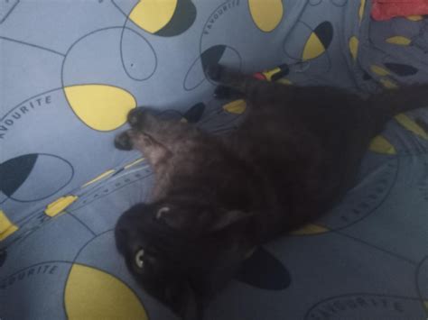 My Cat Got His Orientation Wrong In Space Raww