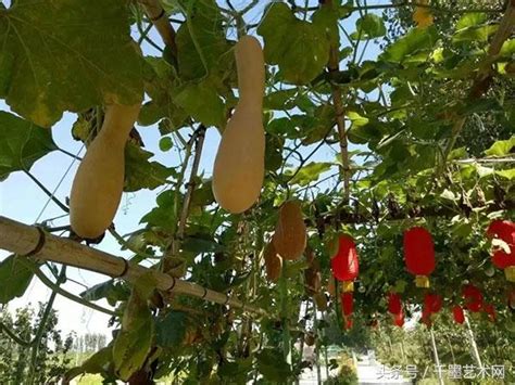 雄安新區安新縣北六大堤聚芳洲生態園打造白洋淀民俗風情 每日頭條