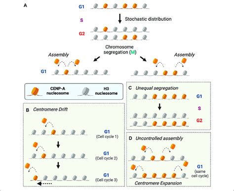 Regulation Of Cenp A Segregation And Assembly To Maintain Centromere Download Scientific