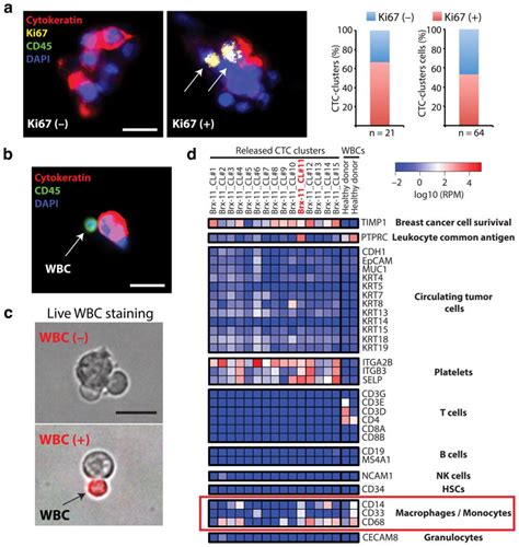 A Microfluidic Device For Label Free Physical Capture Of Circulating Tumor Cell Clusters Pmc