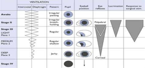 CNS Thermoregulation Flashcards Quizlet
