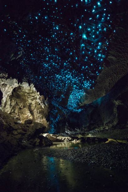 Bioluminescentie Fotos Afbeeldingen Beelden En Stockfotos Istock
