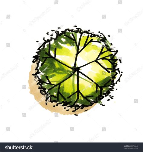 Tree Plan Symbol Landscape Design Drawing Stock Illustration Shutterstock