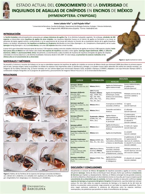 Pdf Current Knowledge On Inquiline Oak Gall Wasp Diversity From Mexico Hymenoptera Cynipidae