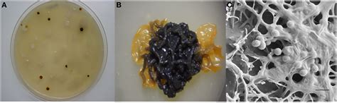 Frontiers Endophytic Actinobacteria And The Interaction Of