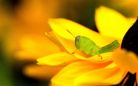 1920x1200 High Resolution Wallpaper Grasshopper Coolwallpapersme