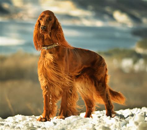 Irish Setter Adoption In Beachwood Oh Irish Setter Puppies For Sale