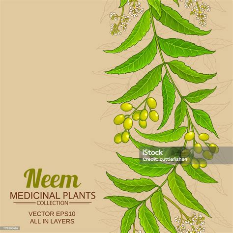 Ilustración De Neem Vector De Fondo Y Más Vectores Libres De Derechos