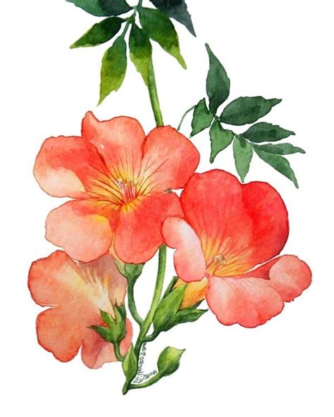 Soma On Instagram 여름을 추억하게 하는 꽃들능소화 소마소마일러스트 수채화수채일러스트 꽃그림꽃그리기꽃일러스트 능소화능소화그림 능소화