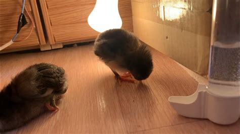 병아리가 졸리면 어떤모습일까 Youtube