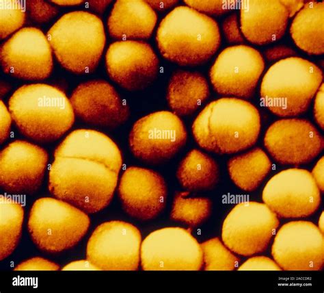 False Colour Scanning Electron Micrograph Sem Of A Colony Of Neisseria Meningitidis The