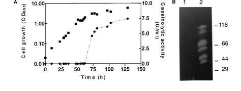 A B Extracellular Proteolytic Activities From Natronococcus Occultus