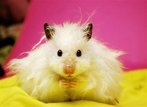 Wei Er Syrischer Hamster Stockbild Bild Von Tiere Flaumig