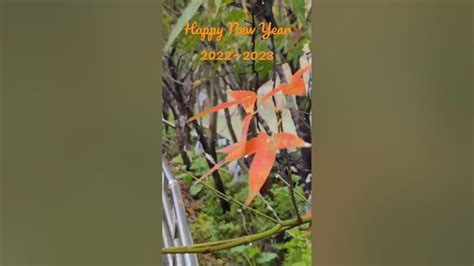 戴老師說天氣時間 今晚跨年北部濕冷，穿保暖，備雨具。中南部天晴夜晚冷，海邊風大。新年快樂！＜三楓五槭。今天下午南港山邊拍攝＞ 戴立綱 戴