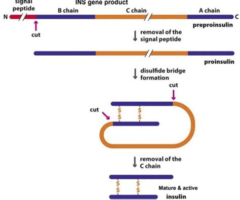 Post Translational Modification Of Proteins Flashcards Quizlet
