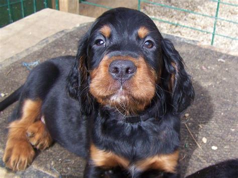 How Much Are Gordon Setter Puppies