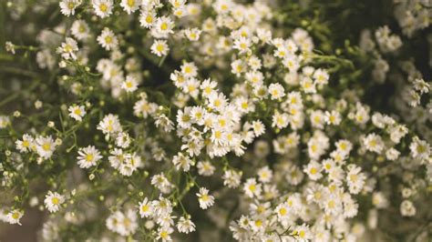 Aster Ericoides Care What You Need To Know