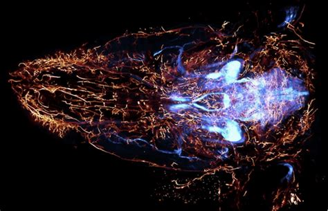 생쥐 전체 신경 지도 완성초고속 3d이미징으로 구현