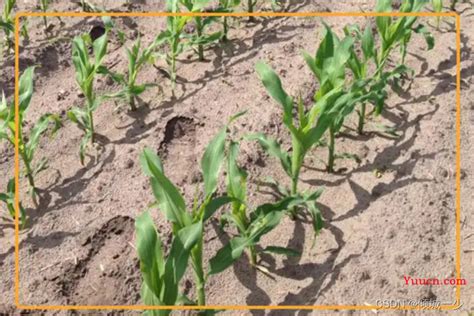 叶面积指数LAI介绍以及遥感估算方法 Blog