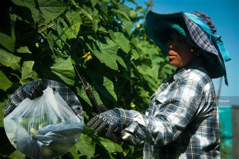 អ្នកស្រី ទុយ អៀង ត្អូញត្អែរថាគ្មានឈ្មួញបញ្ជាទិញផលបន្លែរបស់ខ្លួន