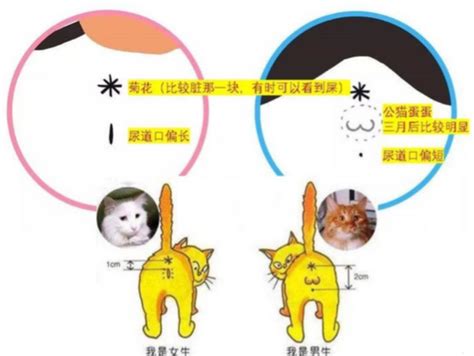 猫多大可以看出公母？教你一眼辨别幼猫性别 知乎