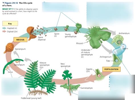 Fern Reproduction Cycle