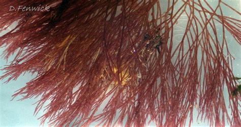 Flic Kr P 2osajhm Halurus Flosculosus A Food Alga Of H Download Scientific Diagram