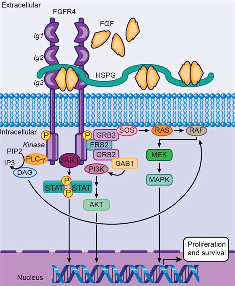Mutagenetix Phenotypic Mutation