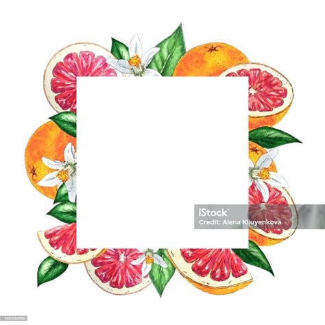 붉은 오렌지와 자몽 꽃 나뭇잎의 수채화 프레임 휴일 결혼식 및 음식 디자인에 사용하기 위해 식물 스타일로 손으로 그린 감귤류 과일에 대한 스톡 벡터 아트 및 기타 이미지