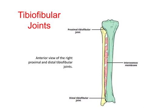 Ankle And Tibiofibular Joint Pptx