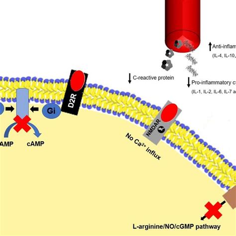 Central Effects Of Plant Lectins And Possible Related Biological Activities Download