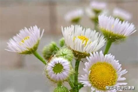 阳明晨语1142期 业举