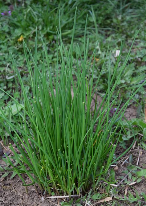 Schnittlauch Im Topf Und Kräutergarten