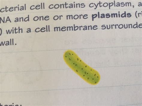 Bacterial Diseases Flashcards Quizlet