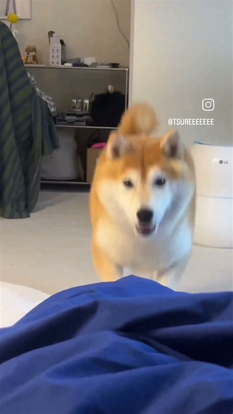 귀여운 시바견 Youtube