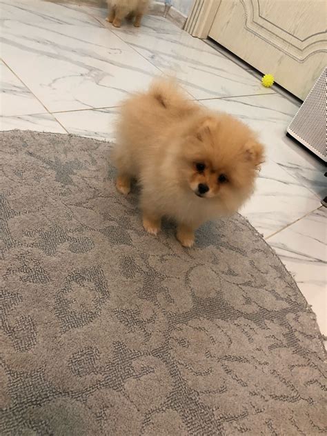 Померанский шпиц Șpiț Pomeranian