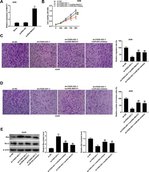 Fgd5 As1 Knockdown Impeded Tumorigenesis Of Non Small Cell Lung Cancer