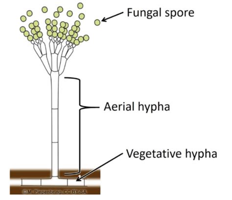 Week 4 Lab Flashcards Flashcards Quizlet