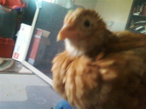 Sex This Chick Please Backyard Chickens Learn How To Raise Chickens