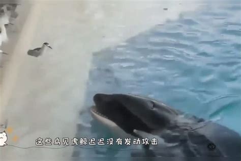 虎鲸用鱼去引诱海鸟趁机将其捕食这智商爆表了
