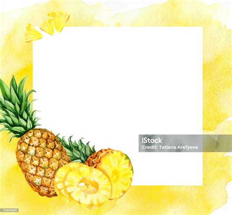파인애플 잘 익은 파인애플 파인애플 반지 노란색 열대 과일의 스케치 노란색 수채화 배경에 분리된 음식 삽화가 있는 수채화 손으로 그린 사각형 프레임 파인애플에 대한 스톡