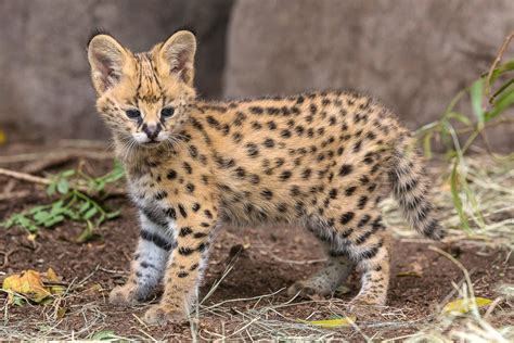 Photo Gallery The Barbary Serval In Africa