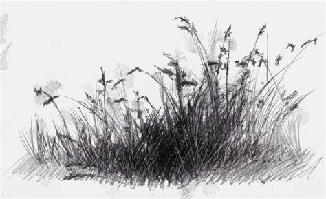 Grass Drawing Sketch Drawing Skill