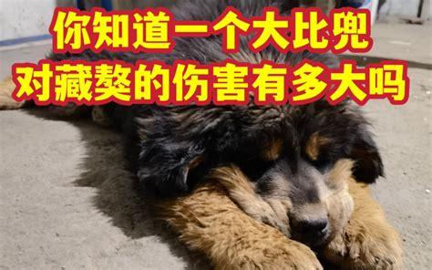 藏獒小狗偷吃鸡腿被我揍了一顿，趴在那委屈的哭了半天 隔壁老李的矿山日记 隔壁老李的矿山日记 哔哩哔哩视频