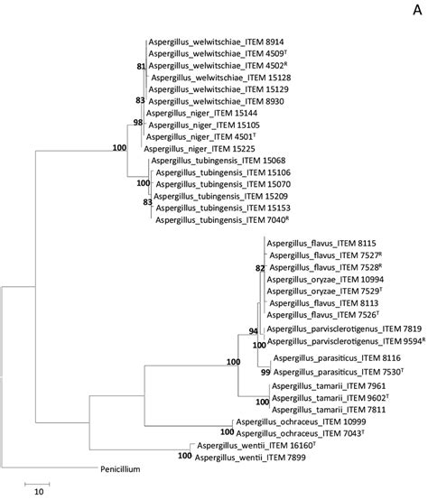 Maximum Parsimony Mp Trees Using Cam Of Aspergillus A Fusarium