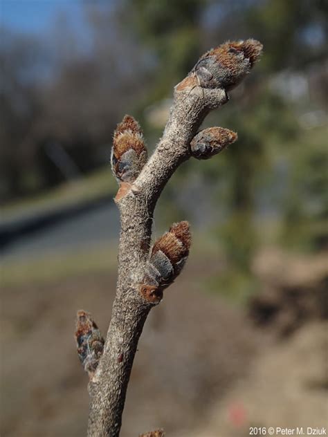Ulmus Rubra Red Elm Minnesota Wildflowers